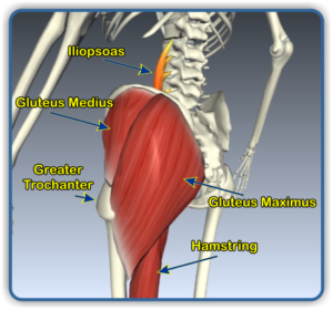 Exercises For The Hip Joint – Coon Rapids Chiropractic