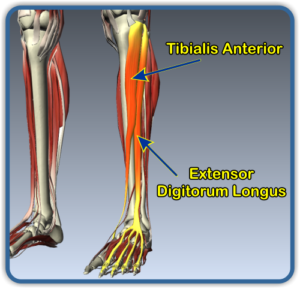 Shin Splints and the Athlete – Coon Rapids Chiropractic