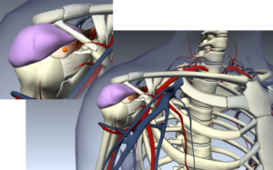 Do I Have Shoulder Bursitis? – Coon Rapids Chiropractic